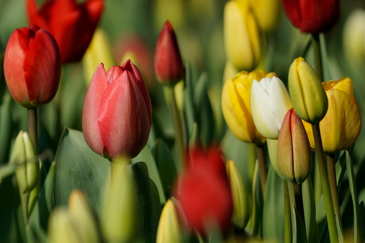 Flores Tulipanes Primavera - Foto gratis en Pixabay - Pixabay