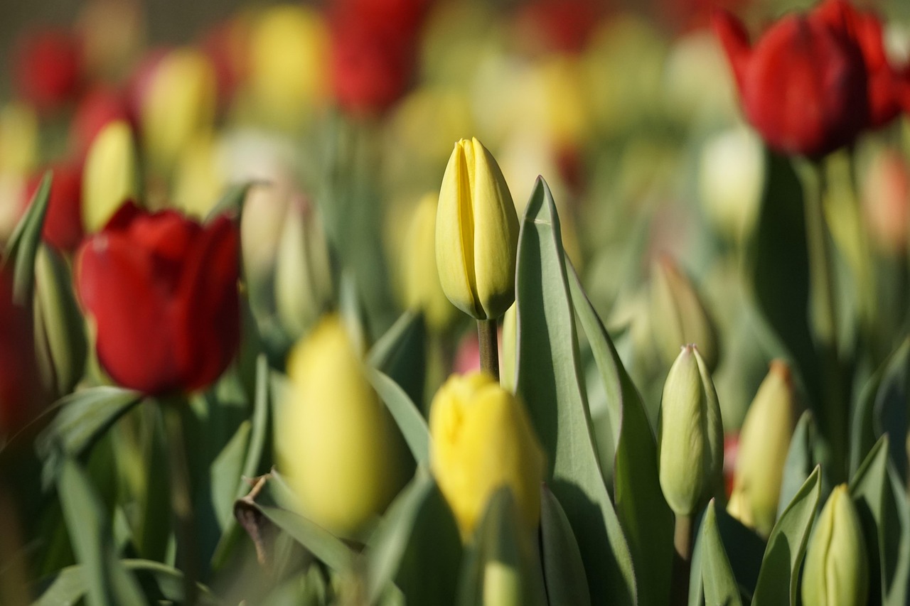 Tulipanes Primavera Flor - Foto gratis en Pixabay - Pixabay