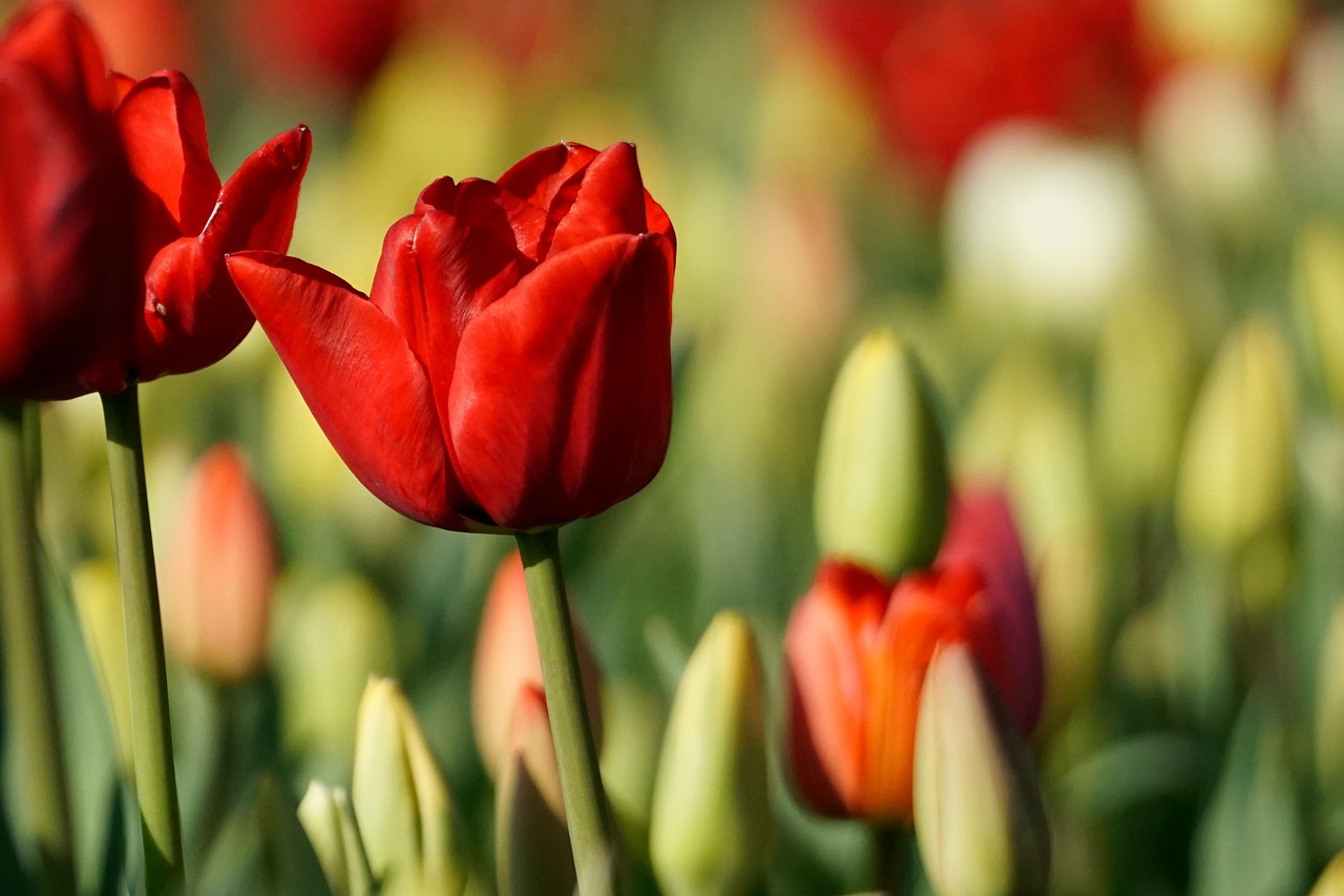Tulipas Primavera Flor - Foto gratuita no Pixabay - Pixabay