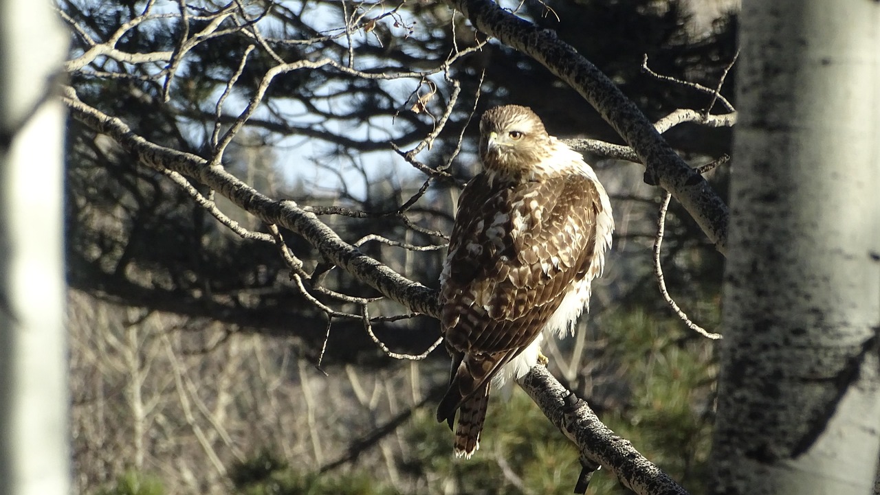 Wildlife Hawk Juvenile - Free photo on Pixabay - Pixabay