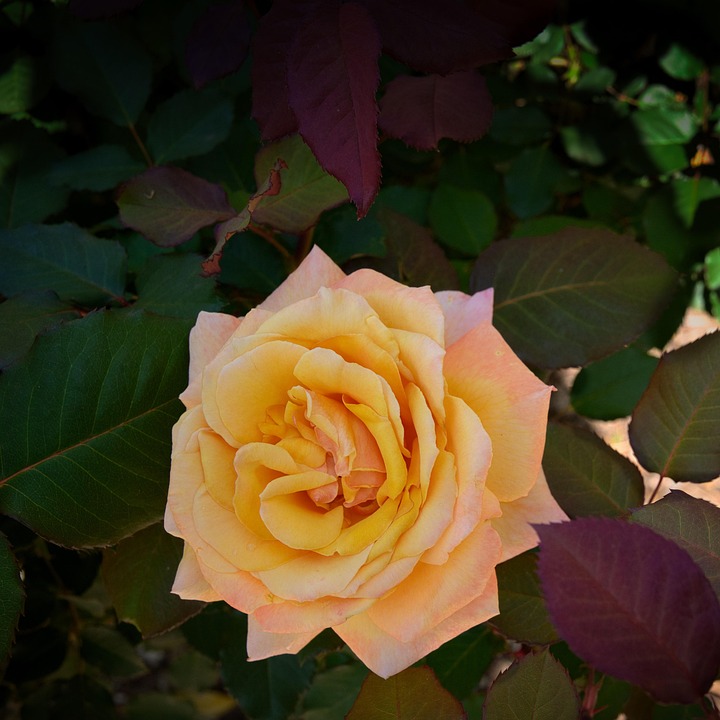 Rose Fleur Flore - Photo gratuite sur Pixabay - Pixabay