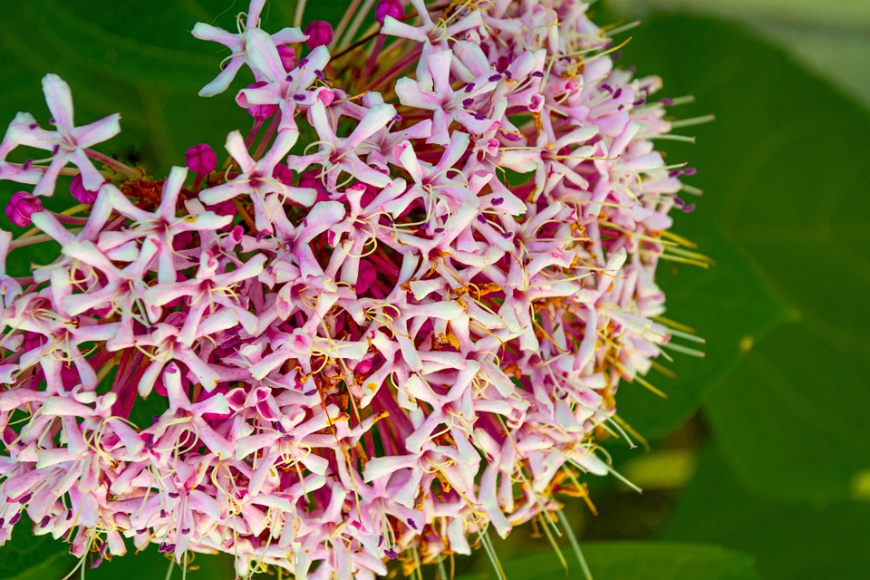 Flower Plant Sheets - Free photo on Pixabay