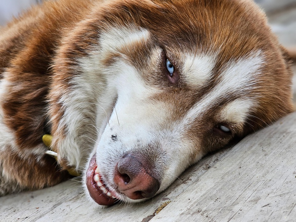 Husky Wildlife Spring - Free photo on Pixabay