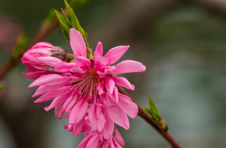 Flowers Bloom Blossom - Free photo on Pixabay