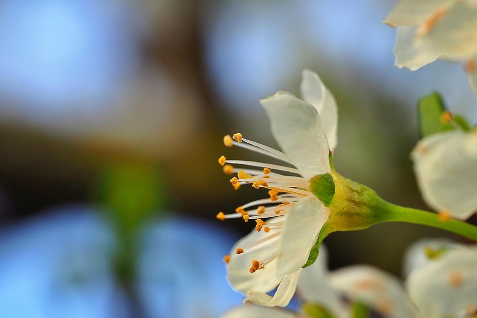 Sour Cherry Flower Yellow - Free photo on Pixabay - Pixabay