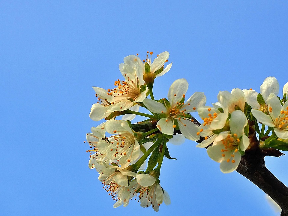 Sour Cherry Flower Yellow - Free photo on Pixabay - Pixabay