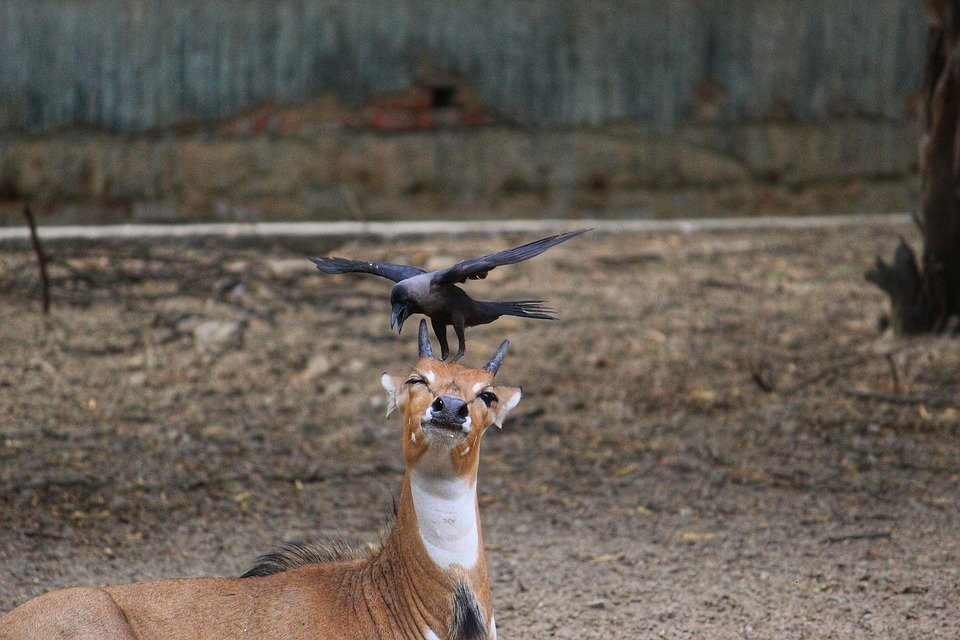 Antelope Mammal Wild - Free photo on Pixabay - Pixabay