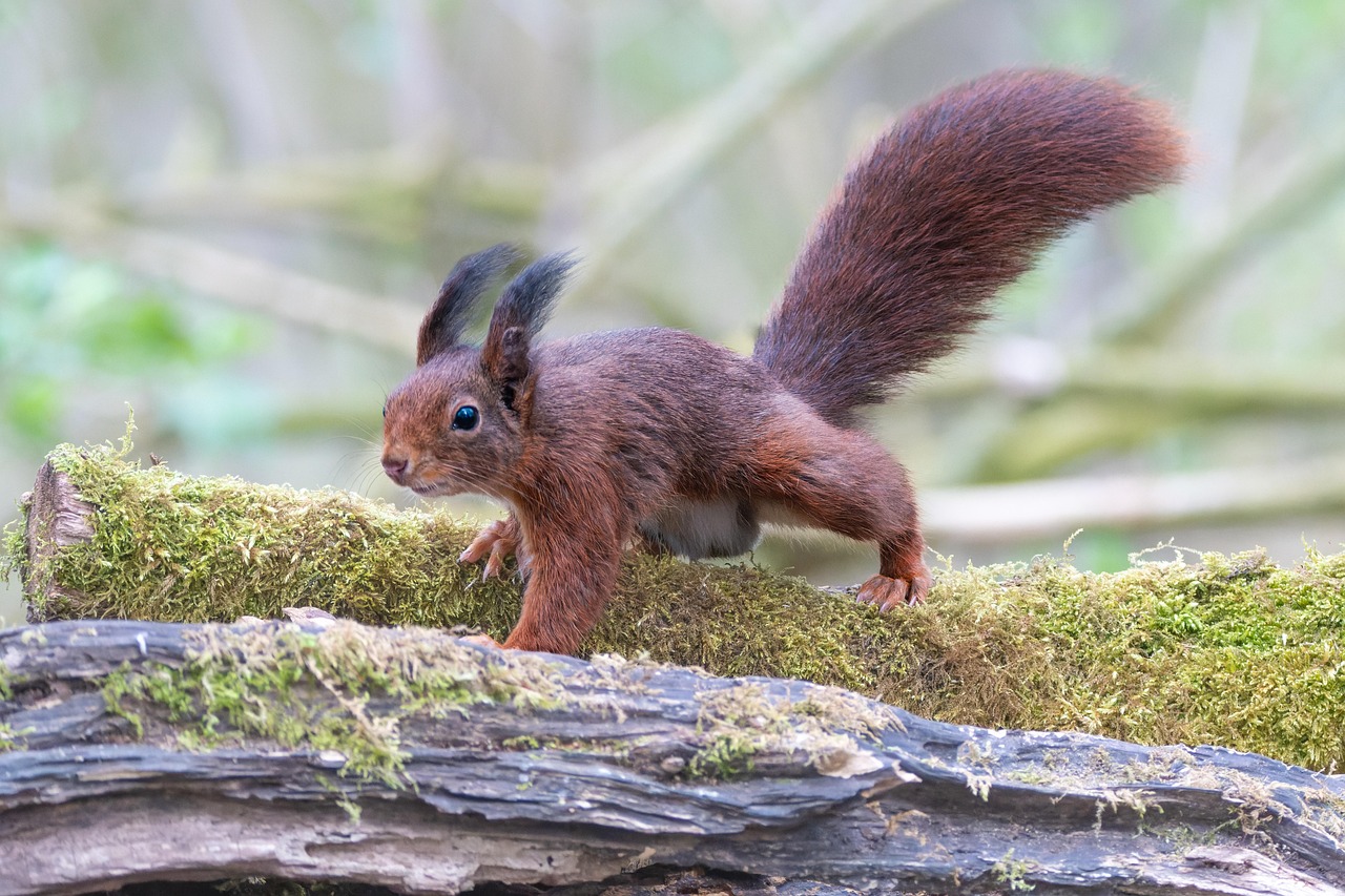 Squirrel Moss Outdoors - Free photo on Pixabay