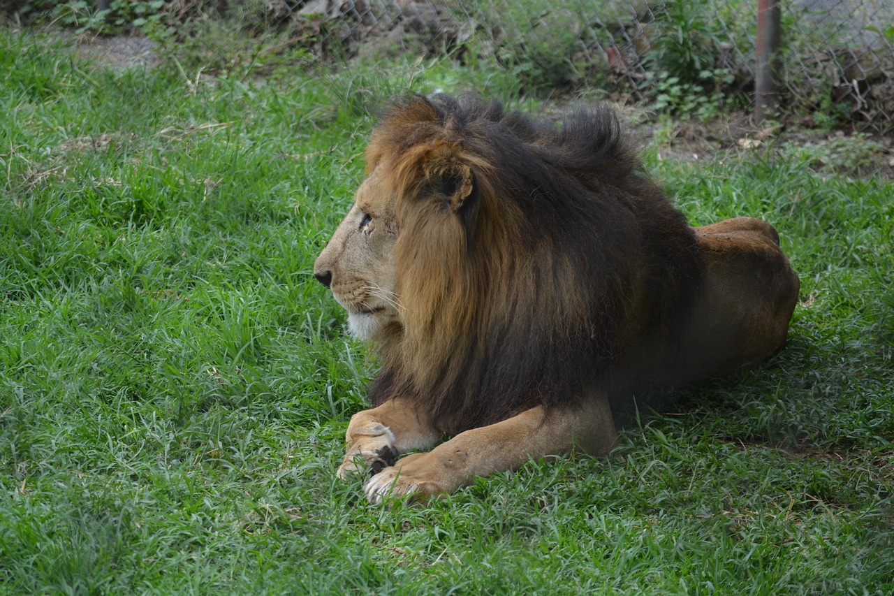 Leão Animais Selvagens Juba Jardim - Foto gratuita no Pixabay - Pixabay