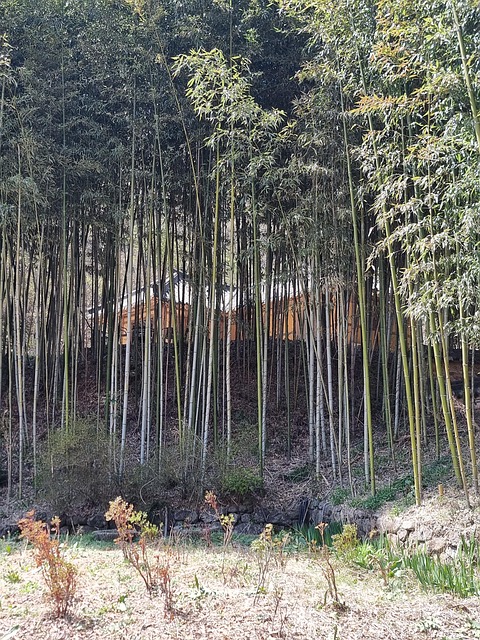 Bamboo Forest Vs - Free photo on Pixabay - Pixabay