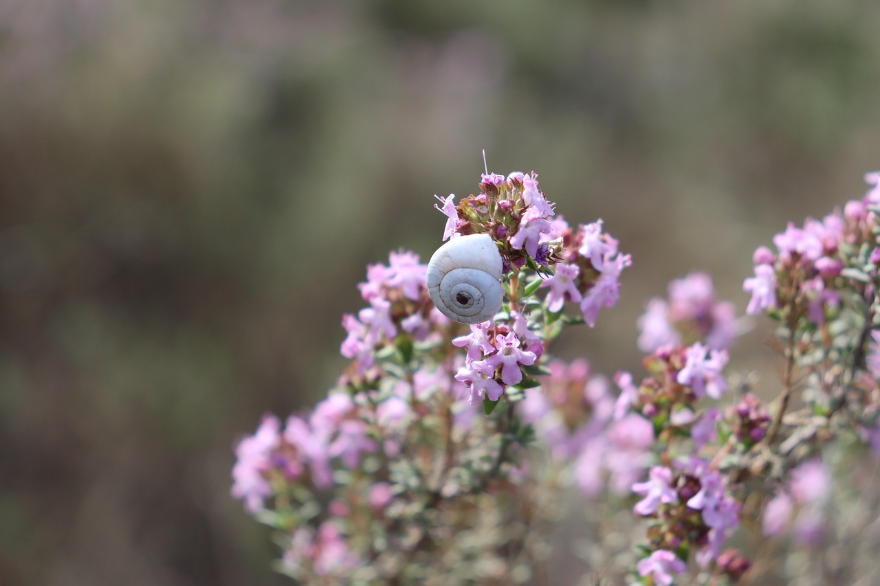 Snail Thyme Flower - Free photo on Pixabay