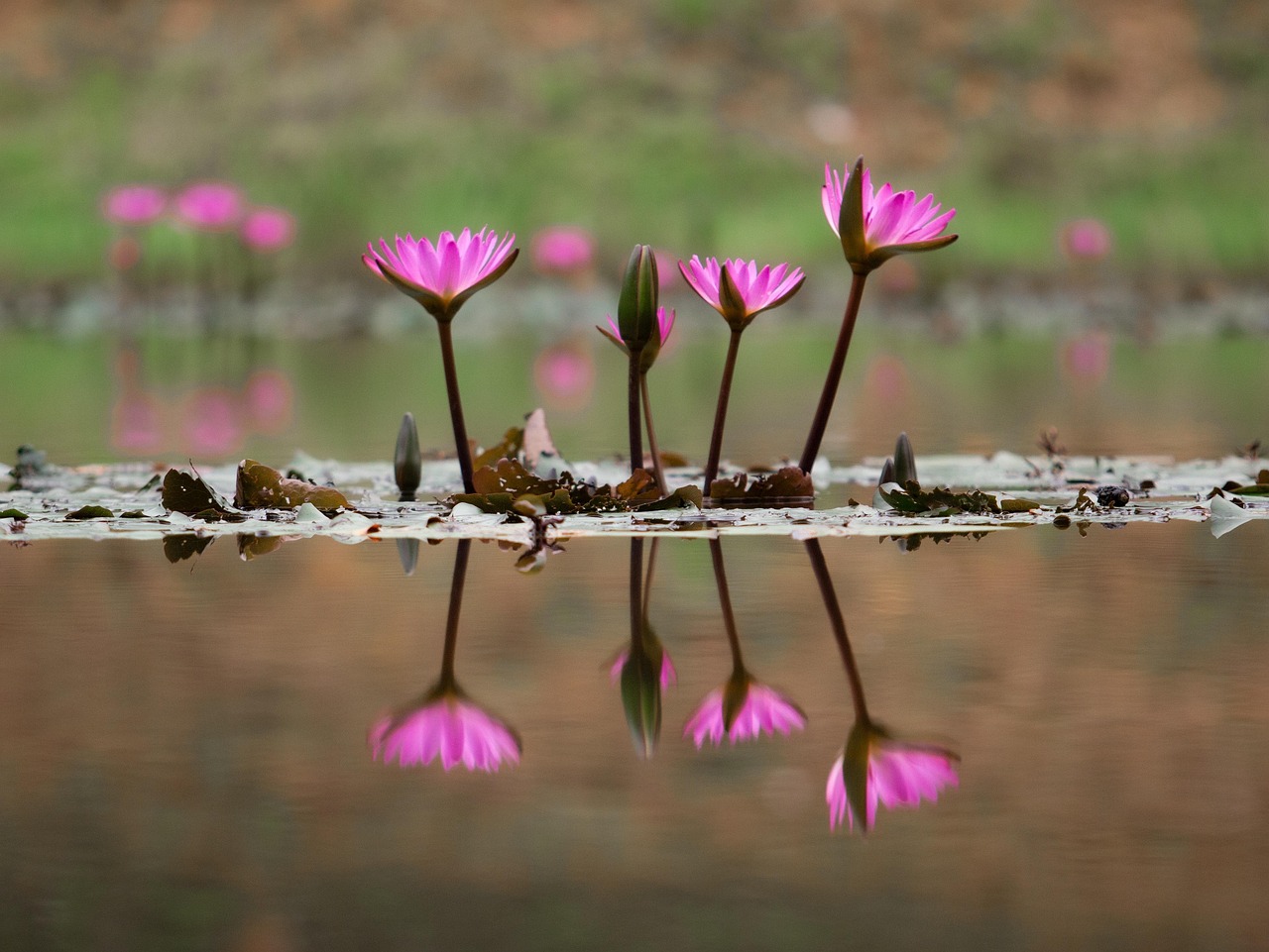 Teratai Kolam Mekar Penuh Refleksi - Foto gratis di Pixabay - Pixabay