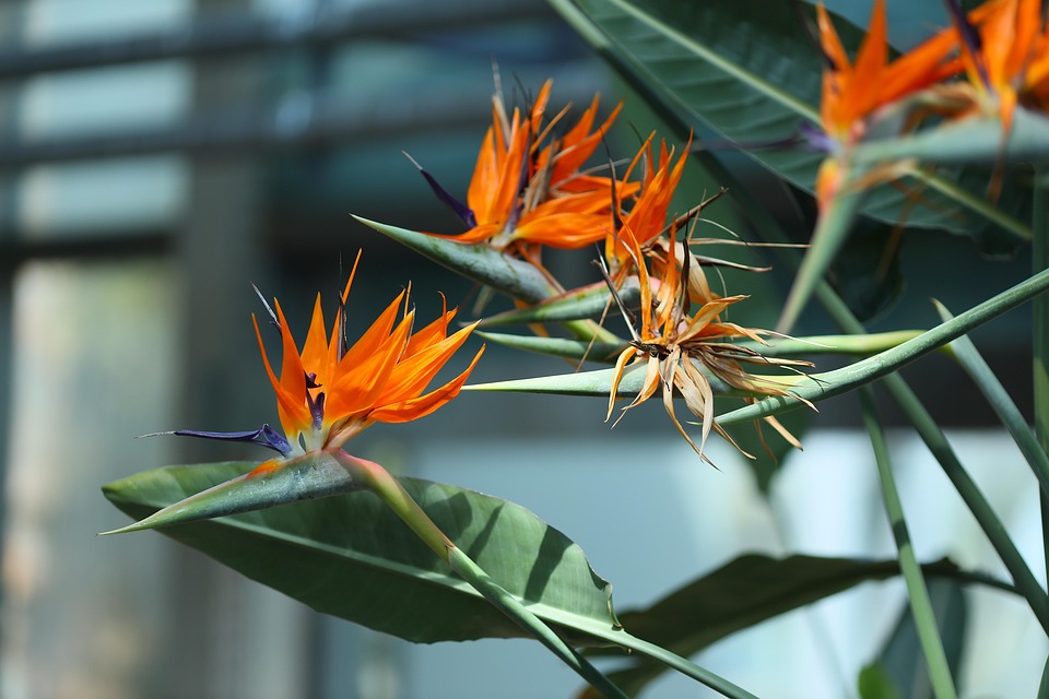 Oiseau De Paradis Fleur Plante - Photo gratuite sur Pixabay - Pixabay