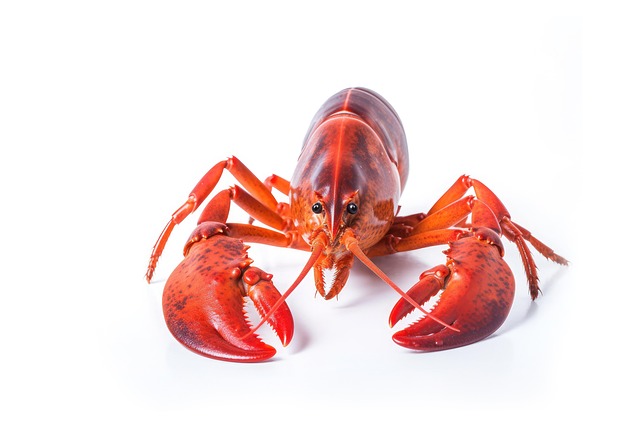600+ Free Lobster & Seafood Images - Pixabay