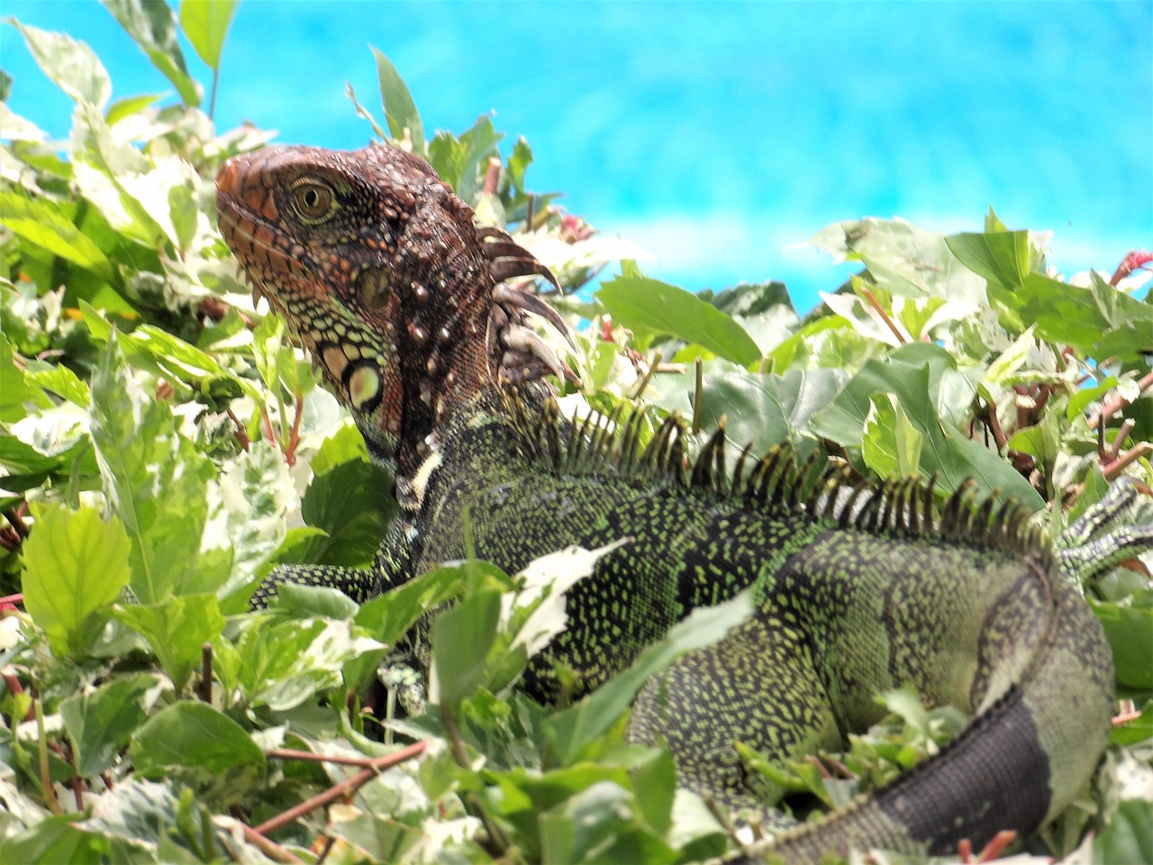 Iguana Reptile Wildlife - Free photo on Pixabay - Pixabay