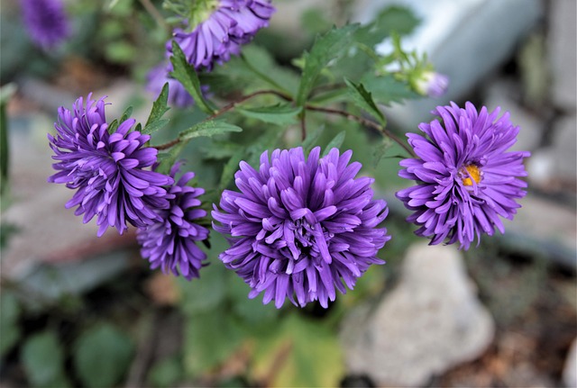Aster Fleurs Les Plantes - Photo gratuite sur Pixabay - Pixabay