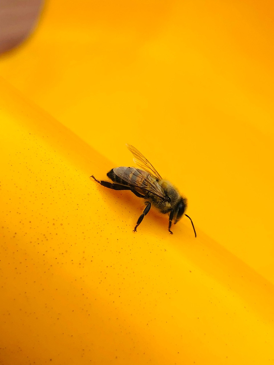 Abeille La Nature - Photo gratuite sur Pixabay - Pixabay