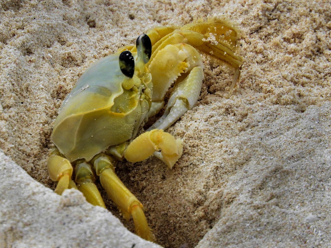 Natur Krabbe Strand - Kostenloses Foto auf Pixabay - Pixabay