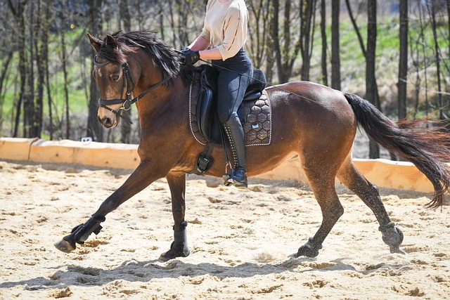 Horse Pony Riding - Free photo on Pixabay