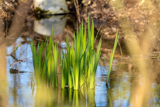 L'Eau Étang Nature - Photo gratuite sur Pixabay - Pixabay