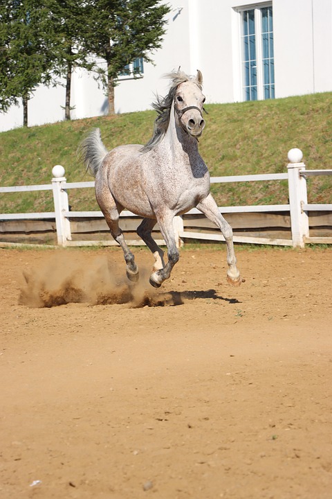 Nature Cheval Animal - Photo gratuite sur Pixabay - Pixabay
