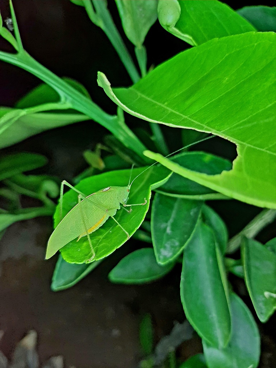 Green Nature Sheets - Free photo on Pixabay