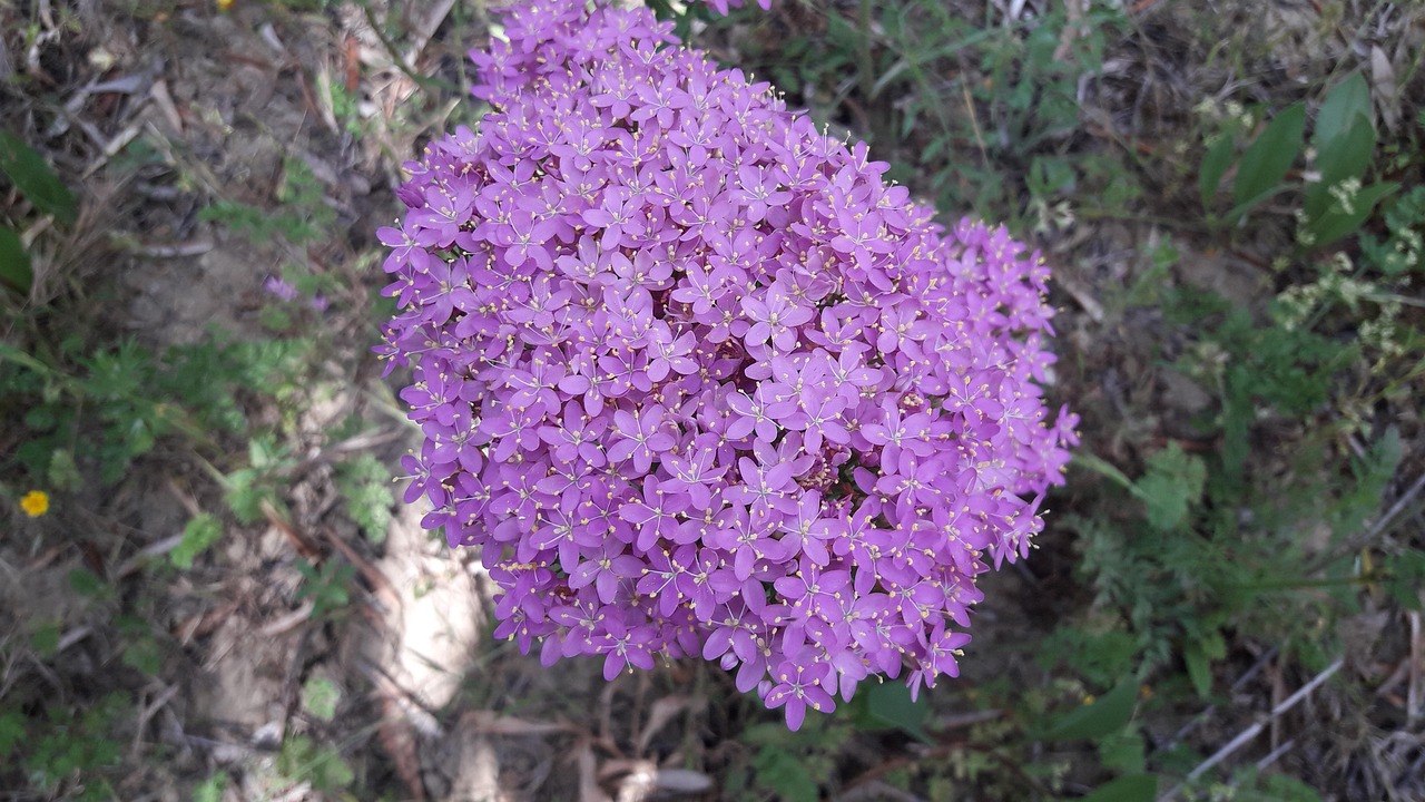 Planta Silvestre Ouezzan Centaura - Foto gratis en Pixabay - Pixabay