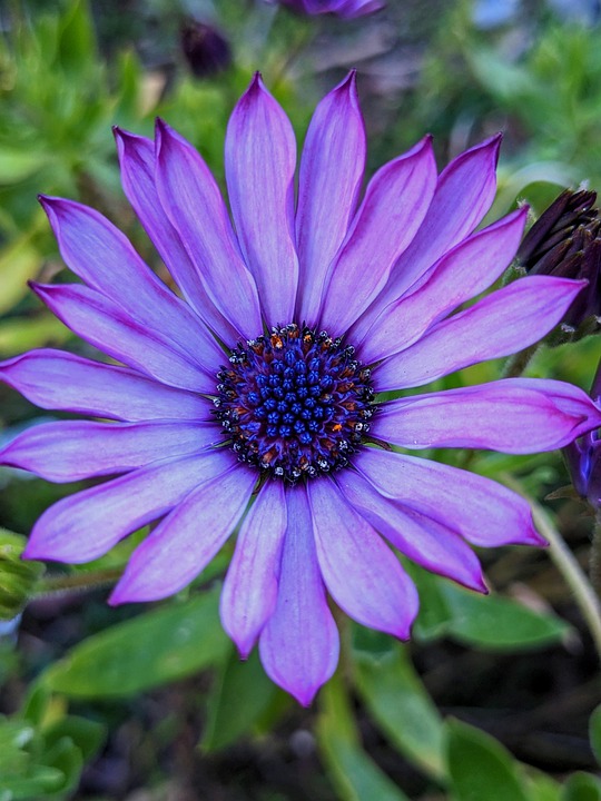 Bunga Daisy Afrika Osteospermum - Foto gratis di Pixabay - Pixabay