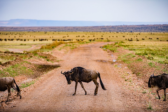 Wildebeest Mammals Animals Wild - Free photo on Pixabay - Pixabay