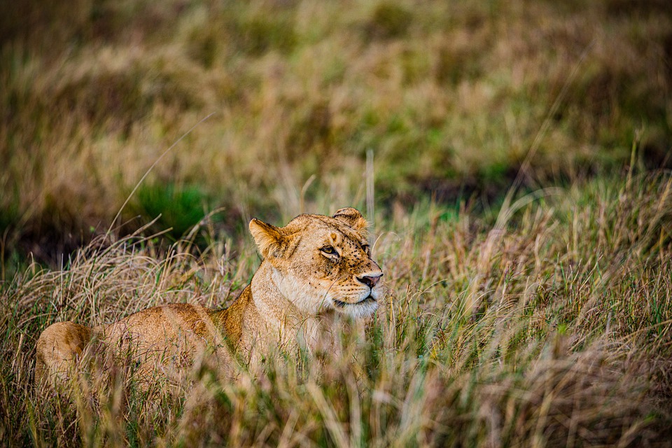 Lion Animal Mammal Big - Free photo on Pixabay