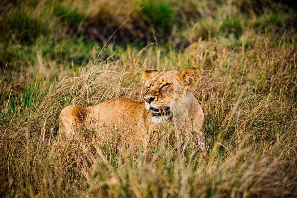 Lion Grassland Wild Animal - Free photo on Pixabay