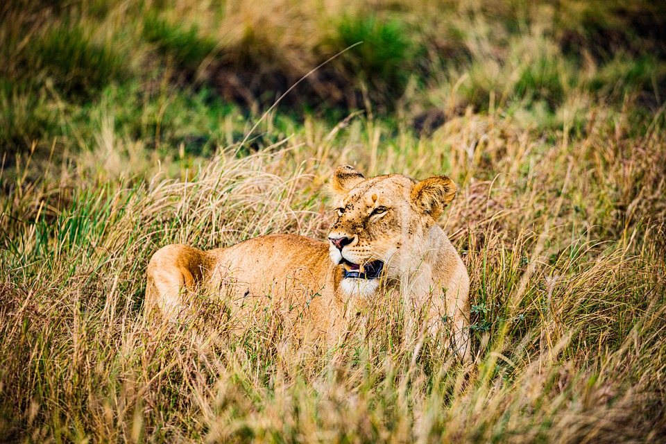 Lion Animal Mammal Big - Free photo on Pixabay