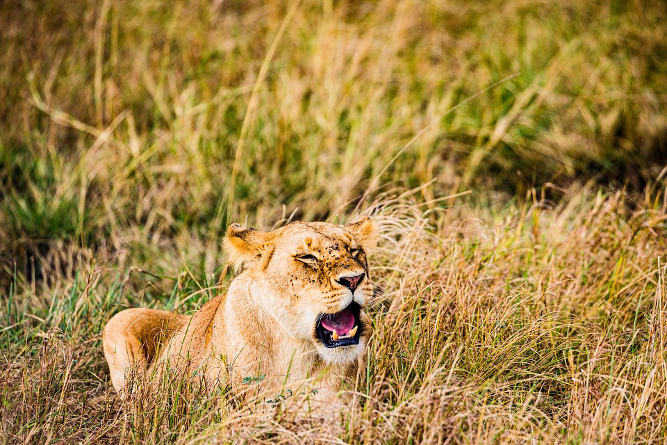 Lion Animal Mammal Big - Free photo on Pixabay