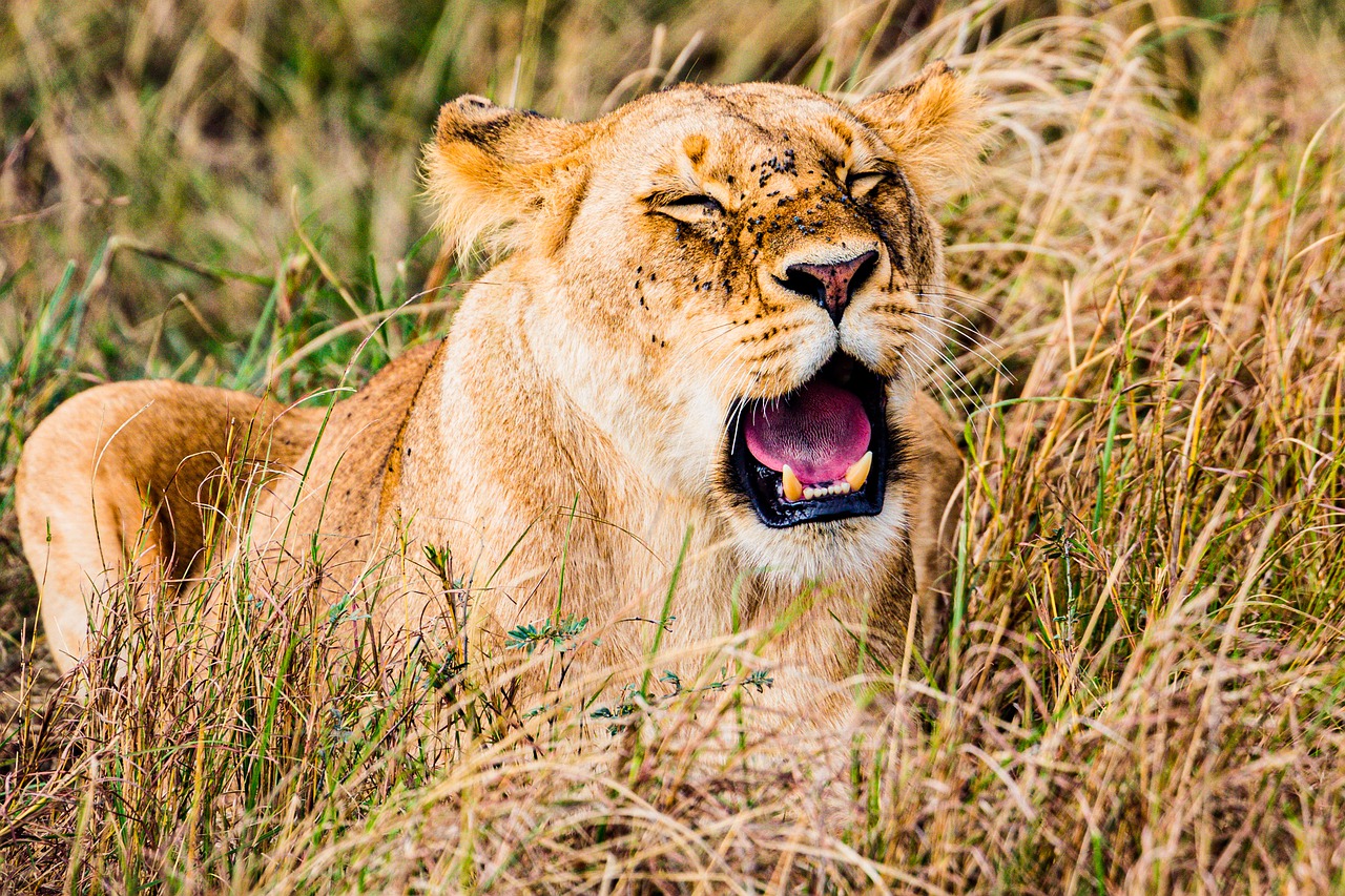 León Animal Mamífero Gato - Foto gratis en Pixabay - Pixabay
