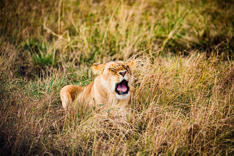 Lion Grassland Wild Animal - Free photo on Pixabay