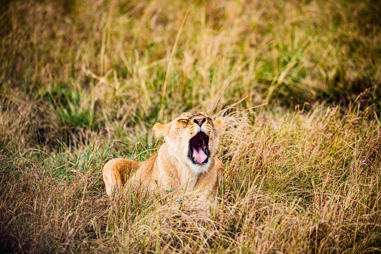 Lion Félin Mammifère Sur Le - Photo gratuite sur Pixabay - Pixabay