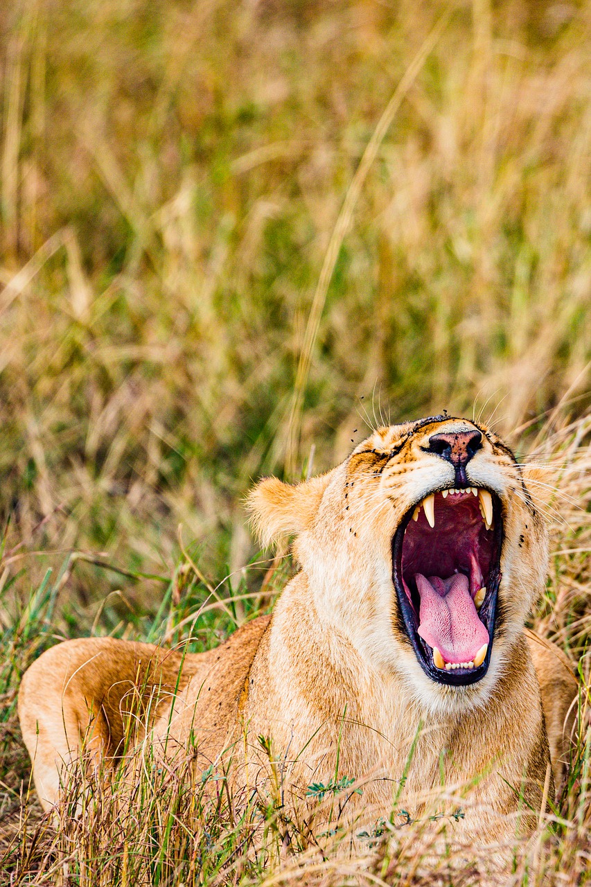 Lion Animal Mammal Big - Free photo on Pixabay - Pixabay