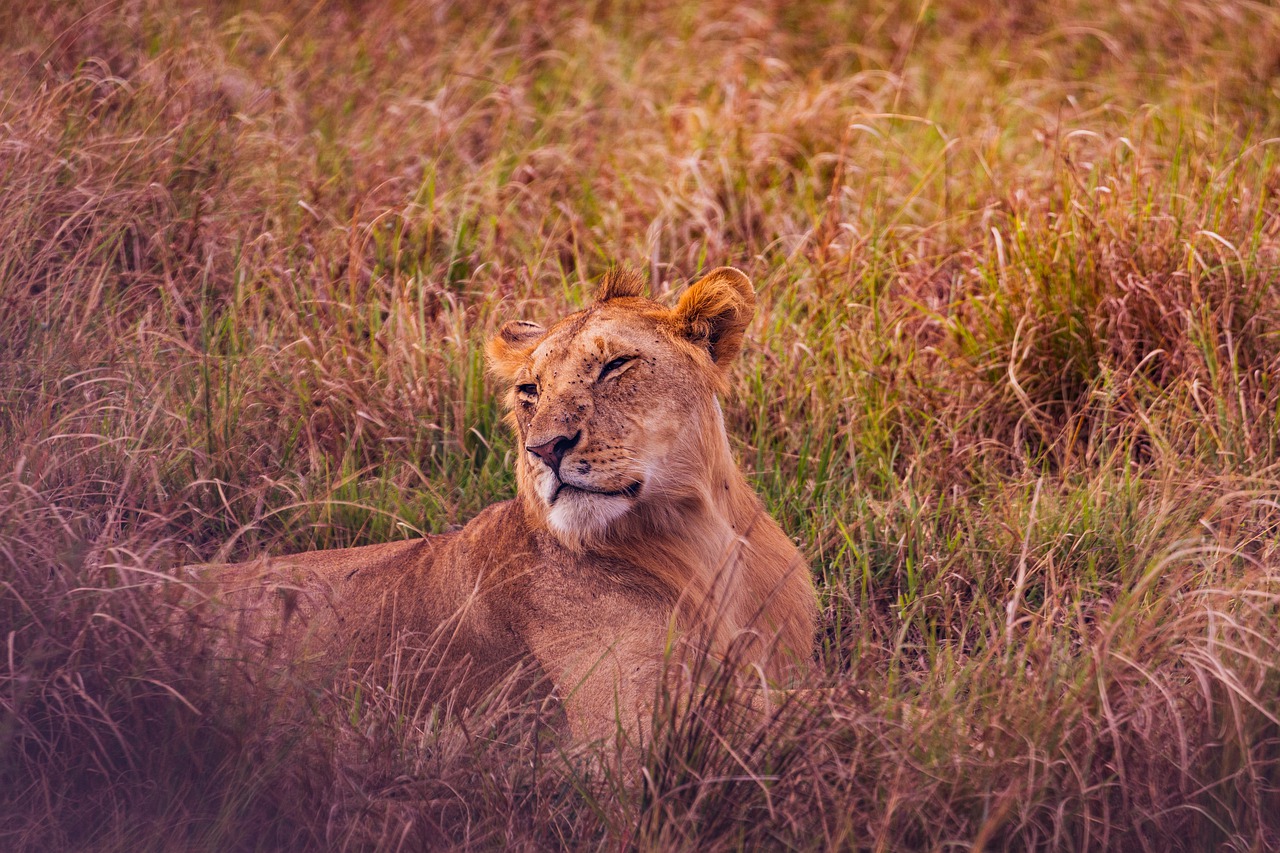 200+ Free Mountain Lion & Nature Images - Pixabay