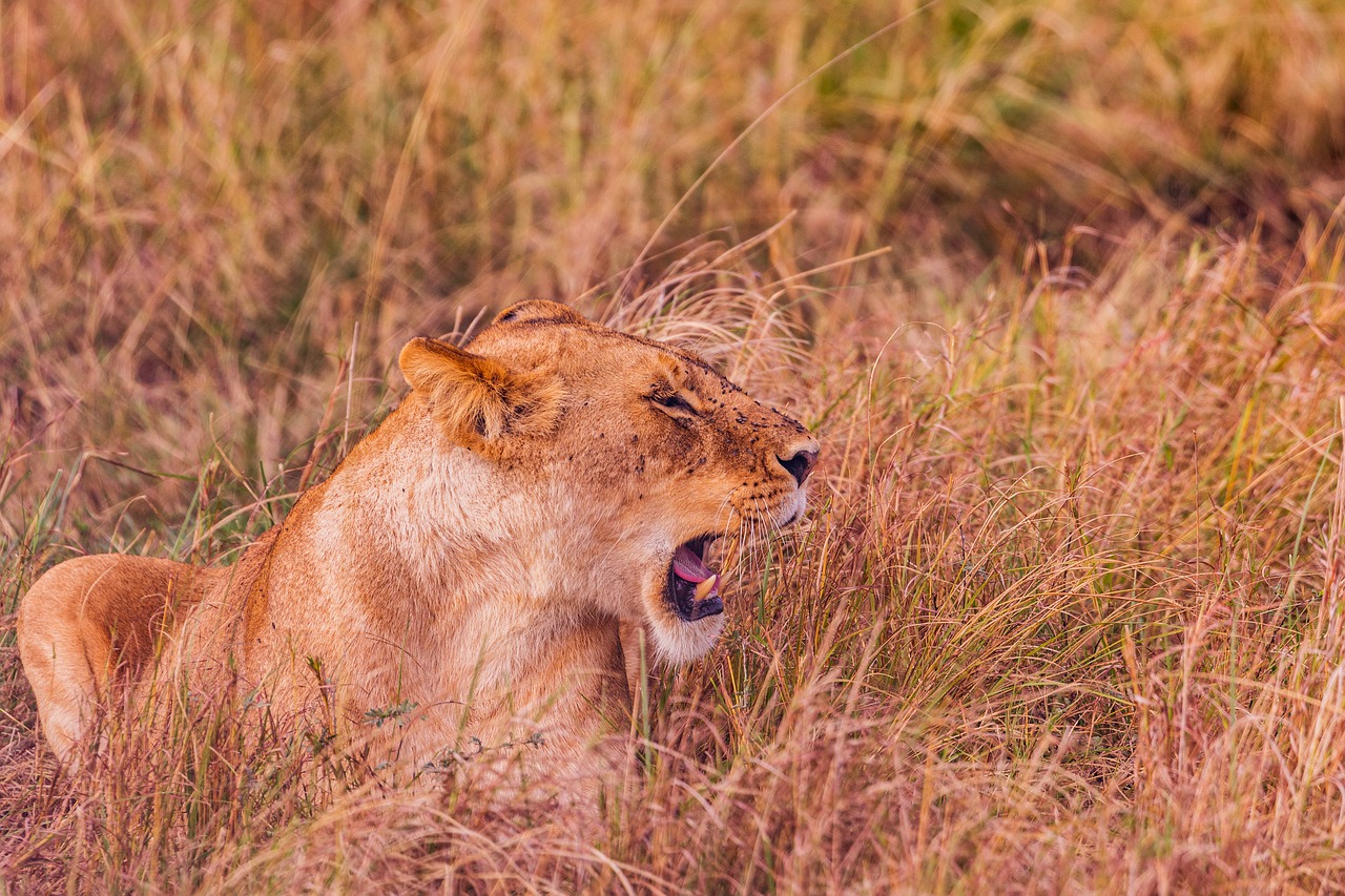 León Animal Mamífero Gato - Foto gratis en Pixabay - Pixabay