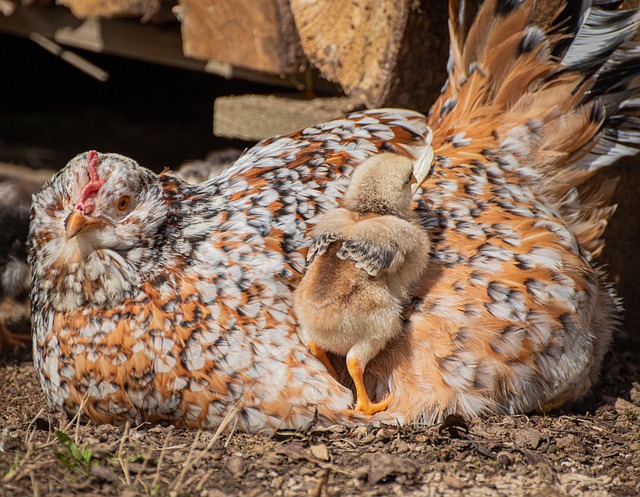 Chicken Chick Bird Farm - Free photo on Pixabay