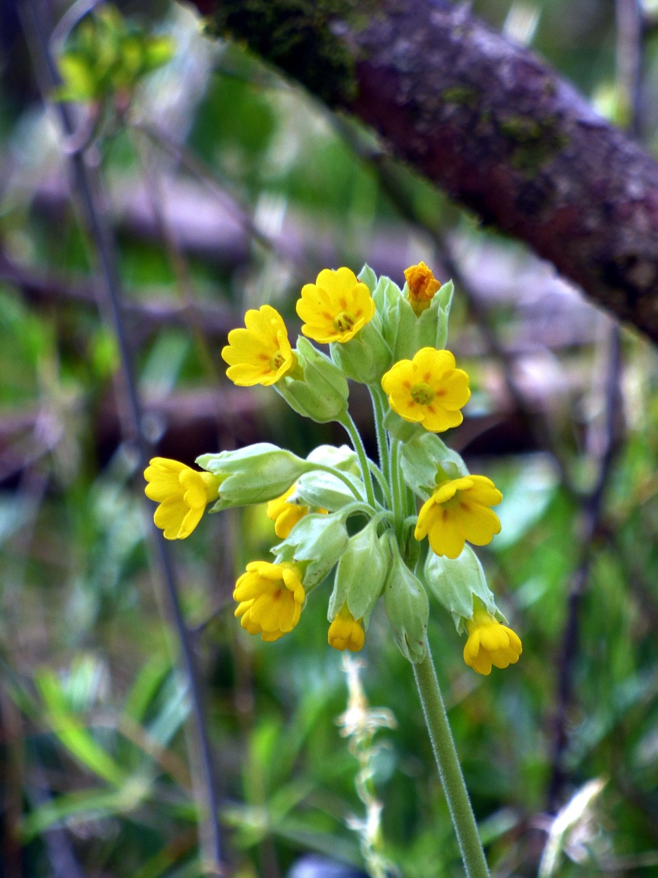 Bunga Warna Kuning - Foto gratis di Pixabay - Pixabay