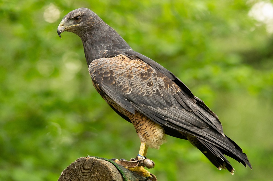 Falcon Bird Beak - Free photo on Pixabay