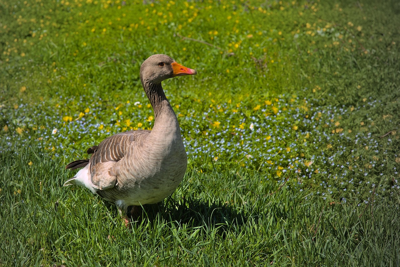 Bird Goose Greylag Wild - Free photo on Pixabay - Pixabay