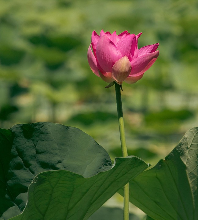 Flower Lotus Blooming Pink - Free photo on Pixabay