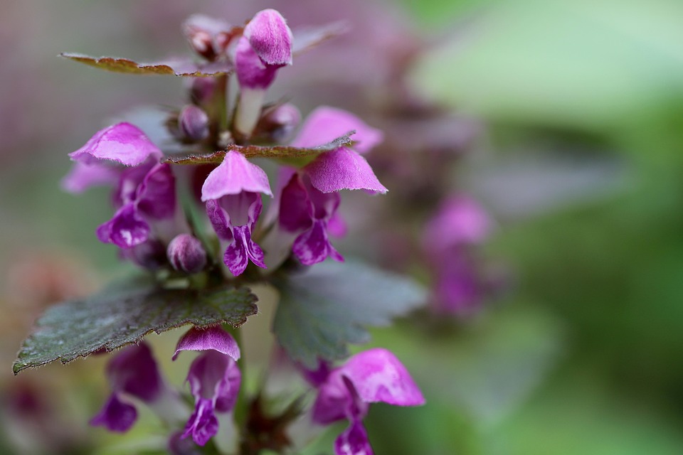 Fleurs Les Plantes Lamier Tacheté - Photo gratuite sur Pixabay