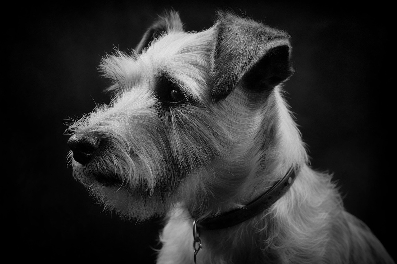 Hund Schwarz Und Weiß Realistisch - Kostenloses Bild auf Pixabay - Pixabay