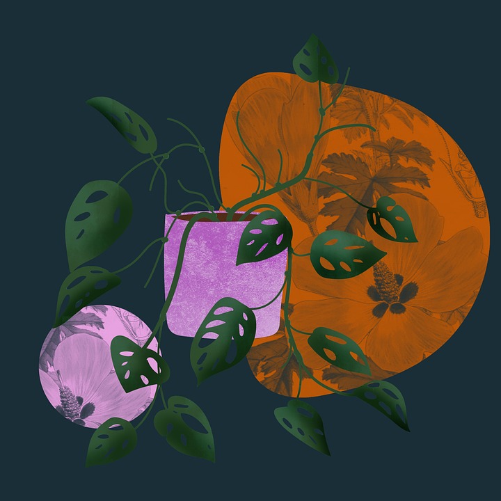 Monstera Forms Botanical - Free image on Pixabay