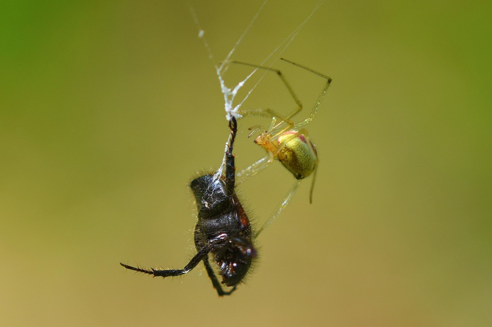 Spider Nature - Free photo on Pixabay - Pixabay