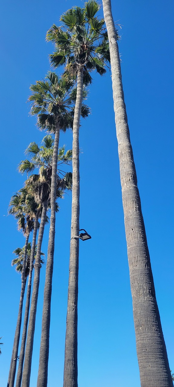 Palm Trees On Santa Monica Beach - Free photo on Pixabay - Pixabay