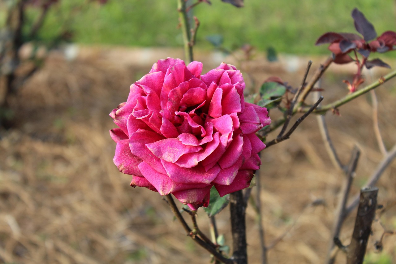 Rose Fleur Le Printemps - Photo gratuite sur Pixabay - Pixabay